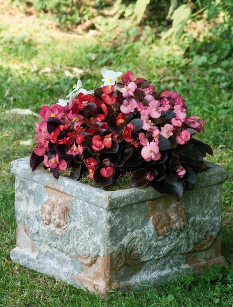 24 Stunning Pink Begonia Varieties to Explore