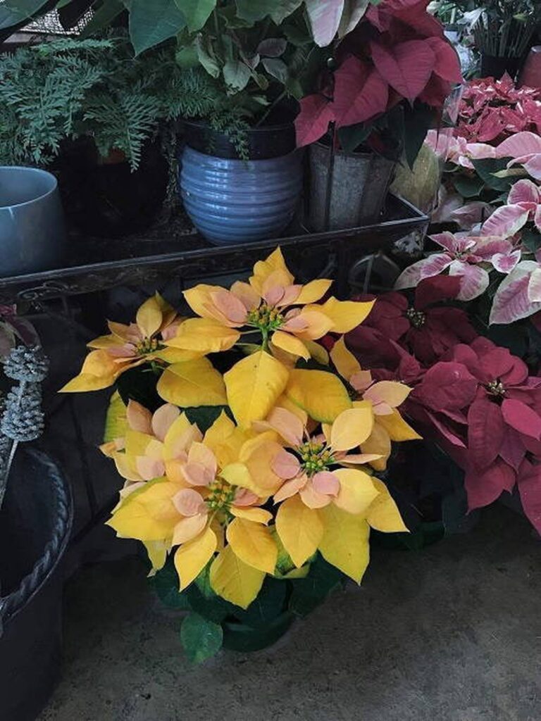32 Stunning Types of Poinsettia Color Pictures to Brighten Your Day