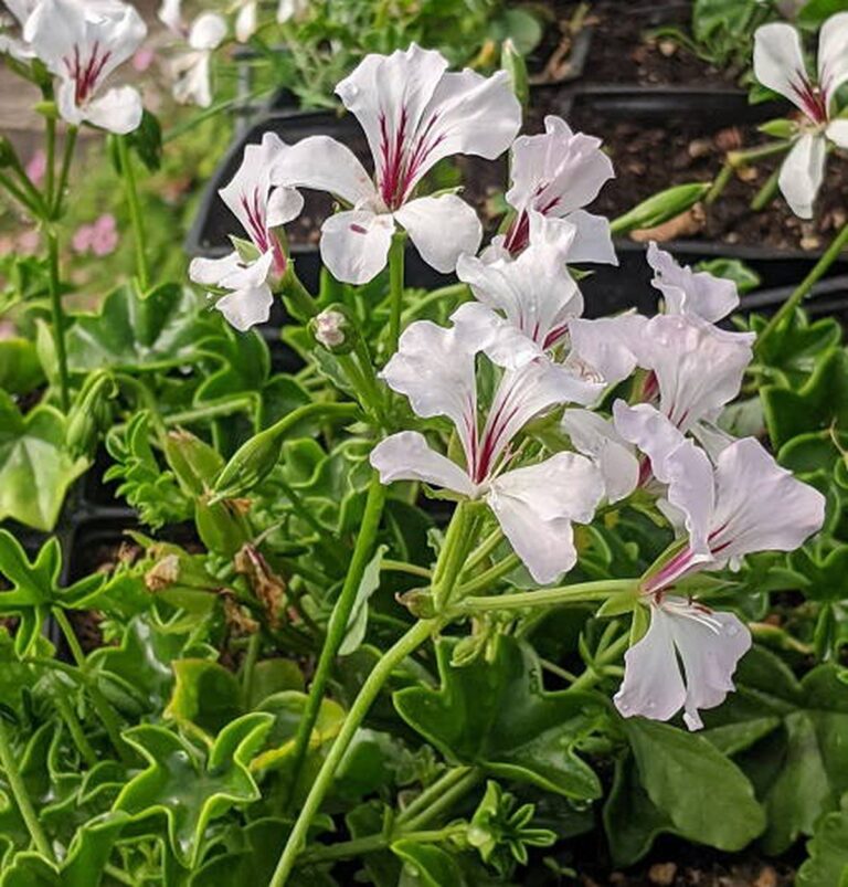 21 Lovely White Geranium Types to Brighten Your Garden