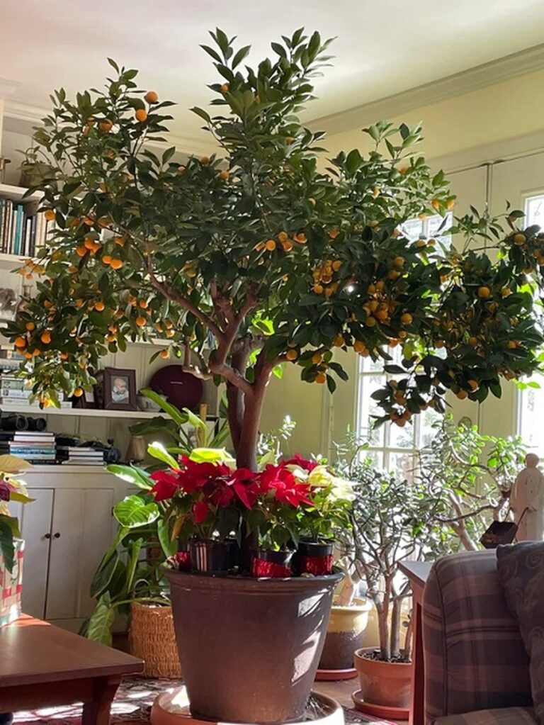 13 Gorgeous Indoor Trees Safe For Cats That Won't Harm Your Pet