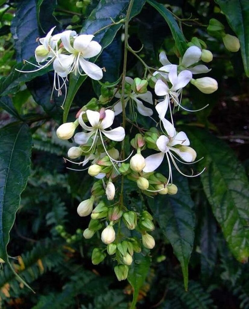 16 Stunning Clerodendrum Varieties That Will Transform Your Garden