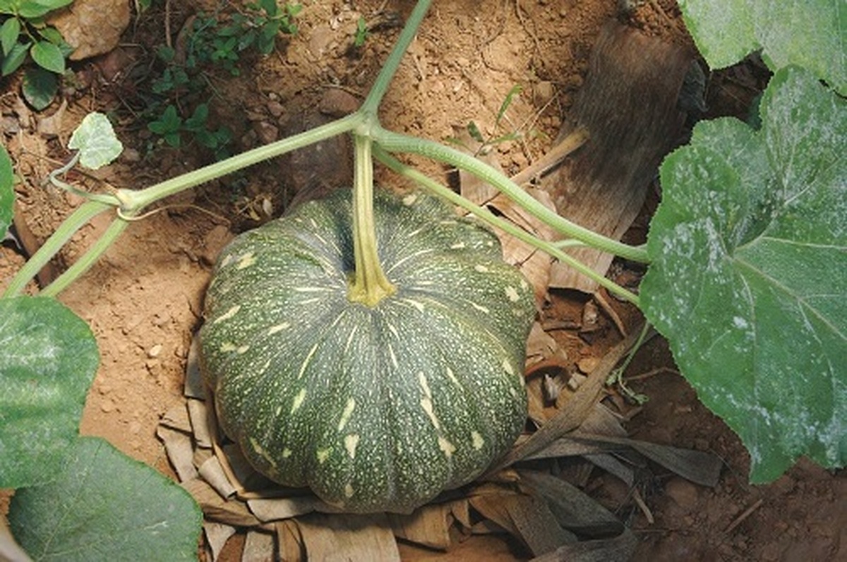 11 Amazing Green Pumpkin Varieties for Your Gorgeous Garden
