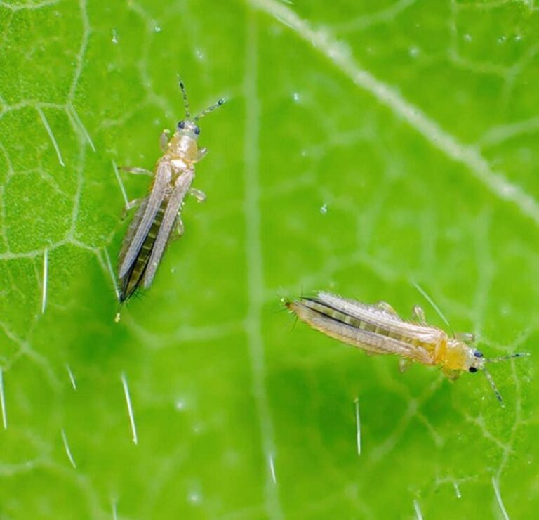 17 Tiny White Bugs That Look Like Lint: Spot Them Now!