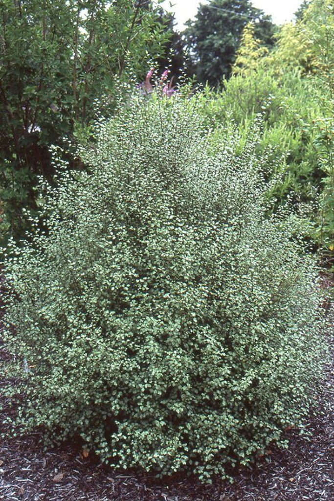 13 Different Types of Pittosporum Varieties to Discover