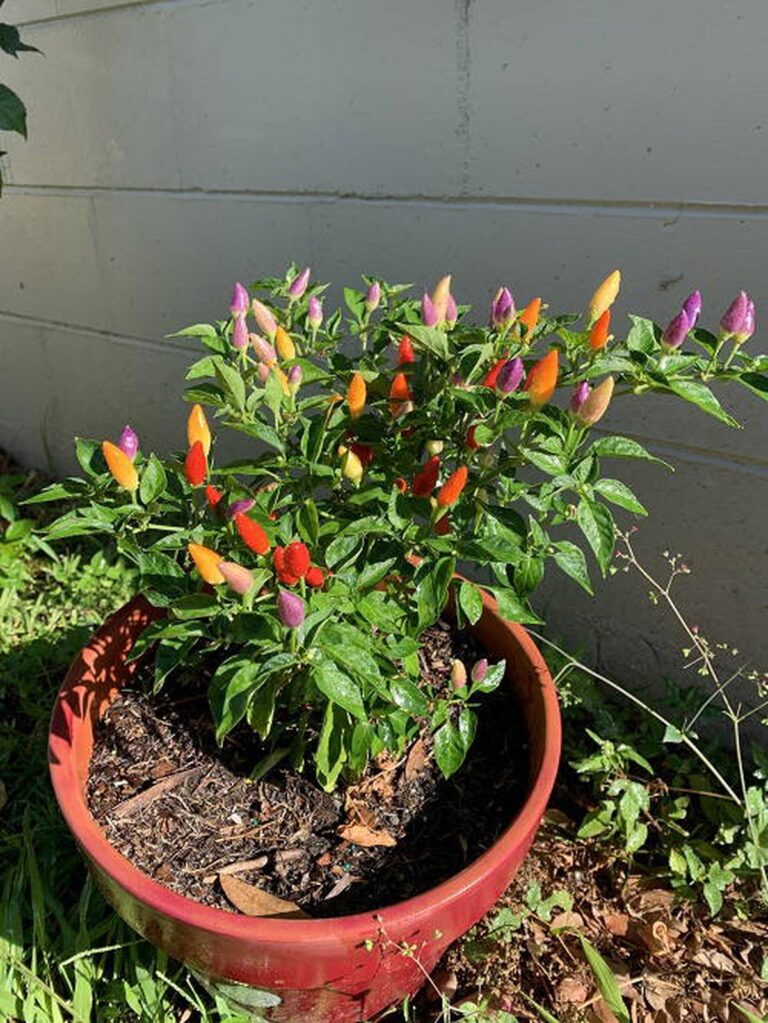 20 Stunning Peppers That Grow Upwards for Garden Magic