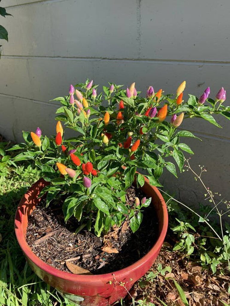 20 Stunning Peppers That Grow Upwards for Garden Magic