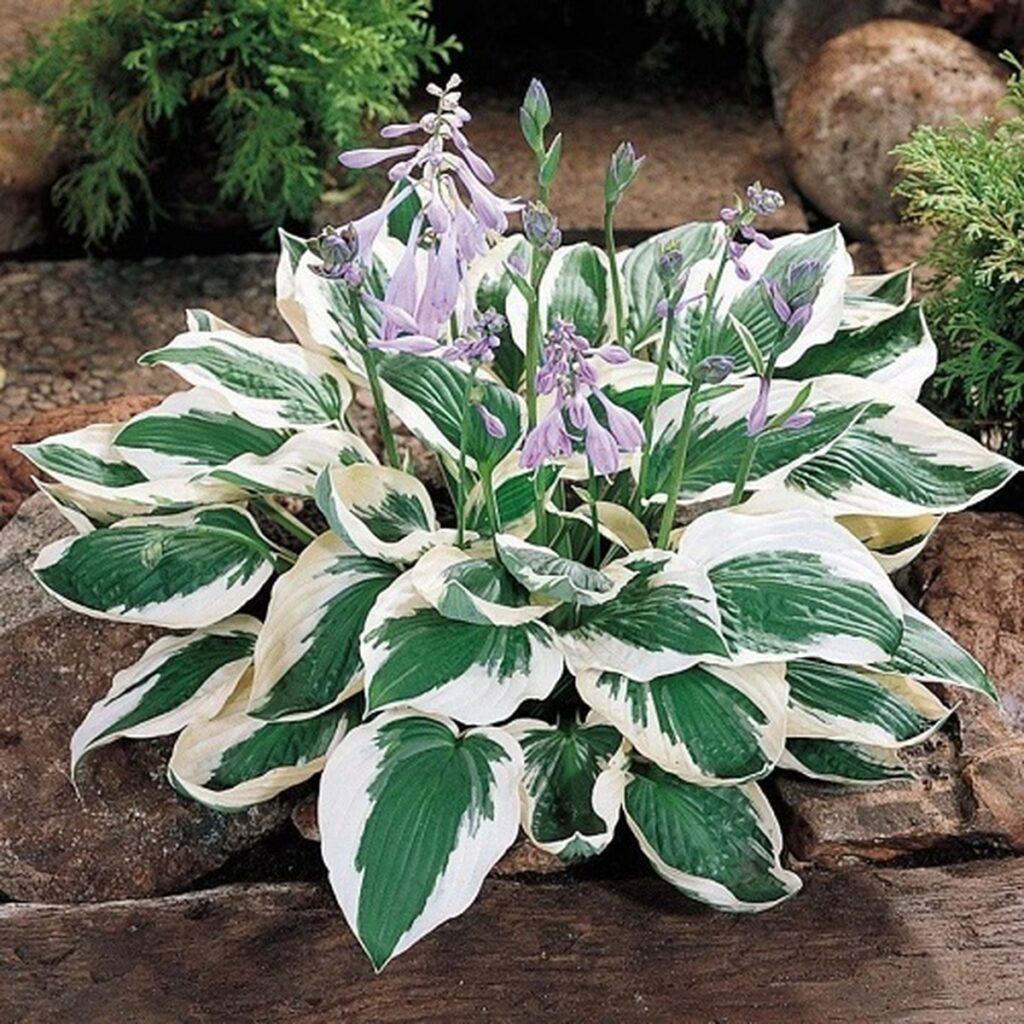 25 Stunning Purple Hostas To Brighten Your Garden Space