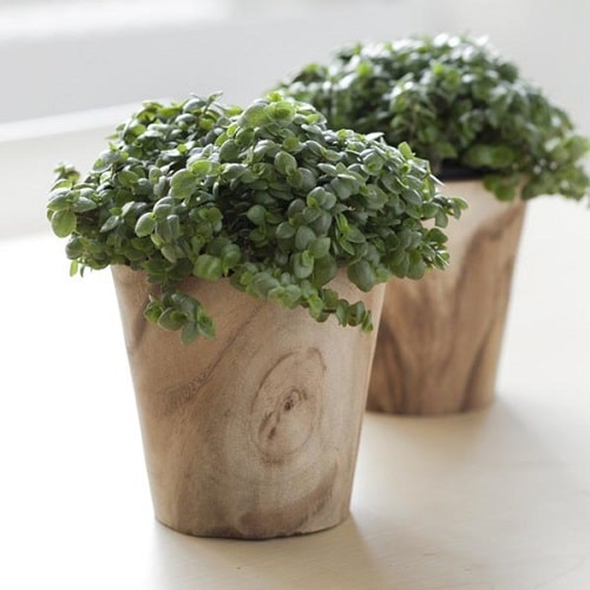 6 Stunning Callisia Repens Varieties to Brighten Your Home