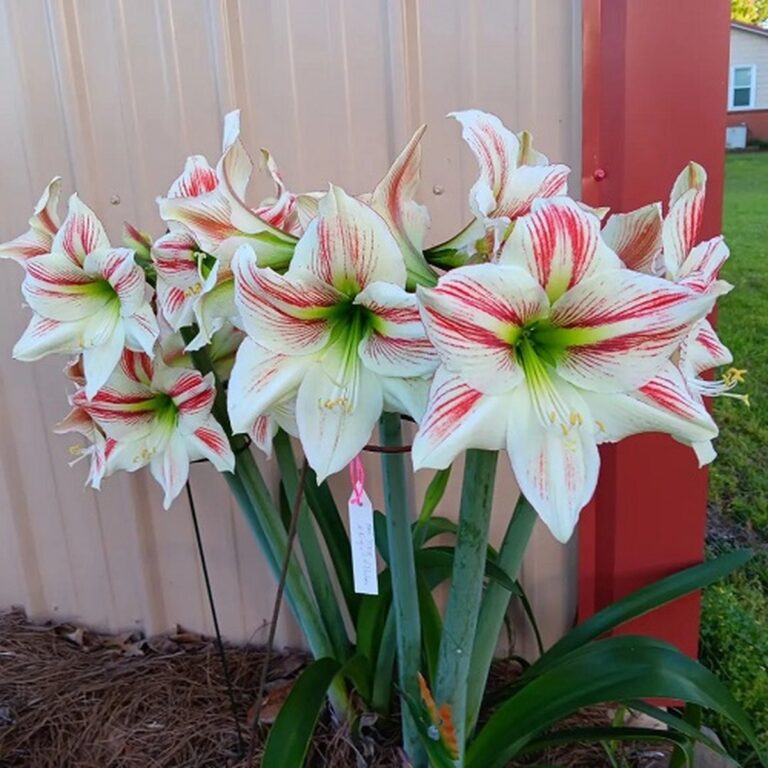25 Gorgeous Amaryllis Colors and Varieties to Brighten Your Home
