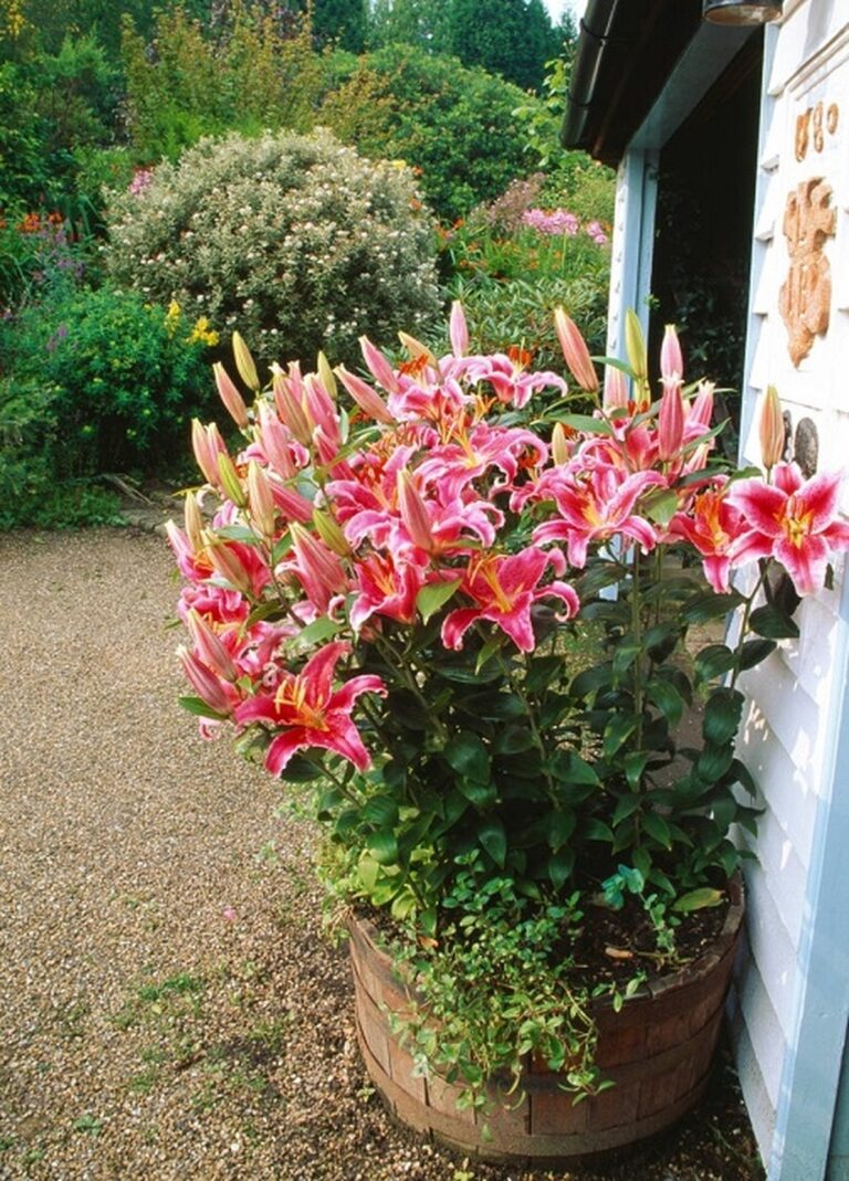 20 Stunning Pink Lily Varieties That Brighten Any Garden