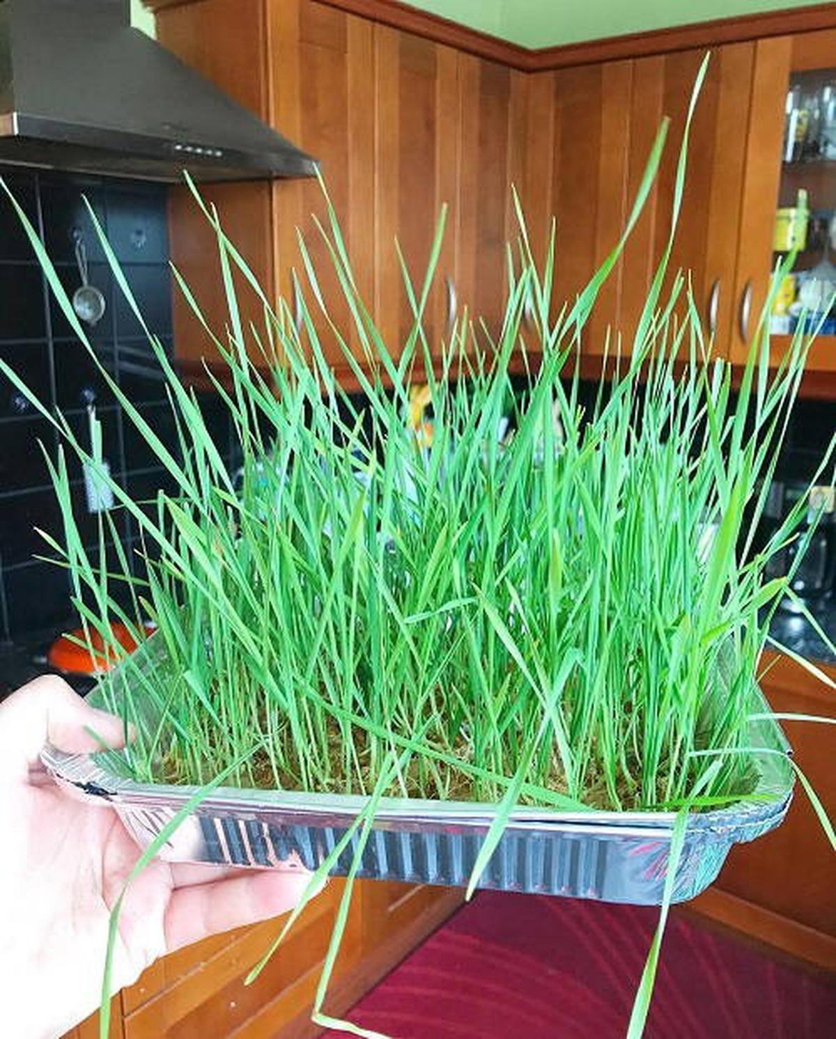 7 Best Edible Grasses for Dogs: Healthy Treats They'll Adore