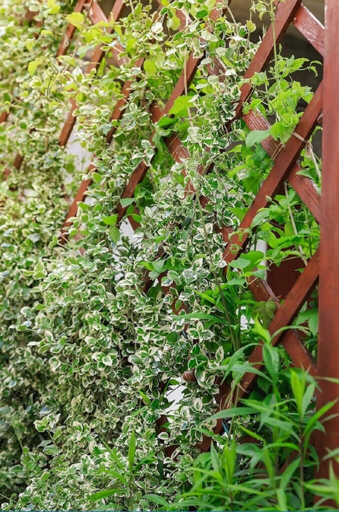 25 Gorgeous Evergreen Vines for Stunning Year-Round Beauty