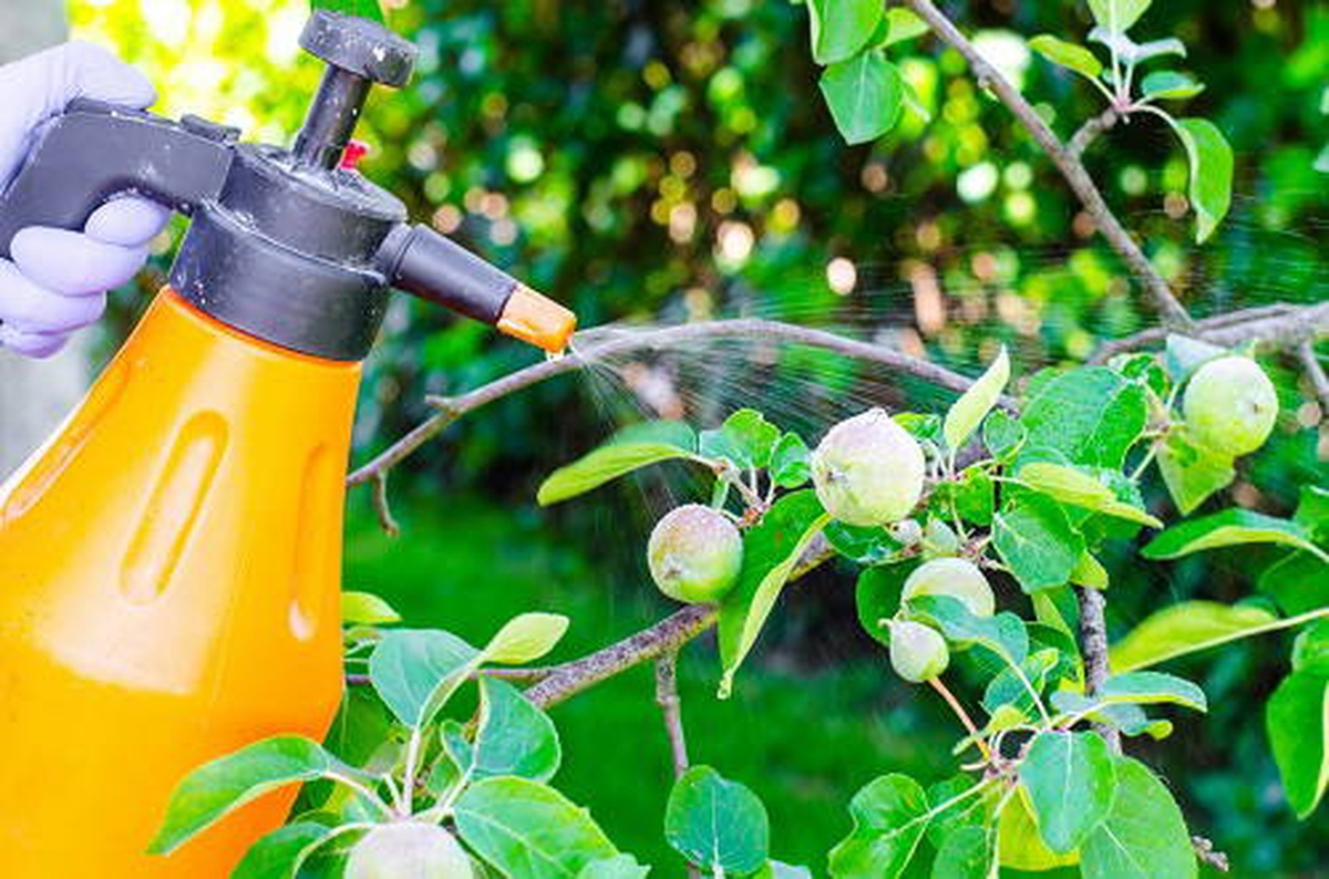 13 Best Ways to Get Rid of Thrips Easily and Effectively
