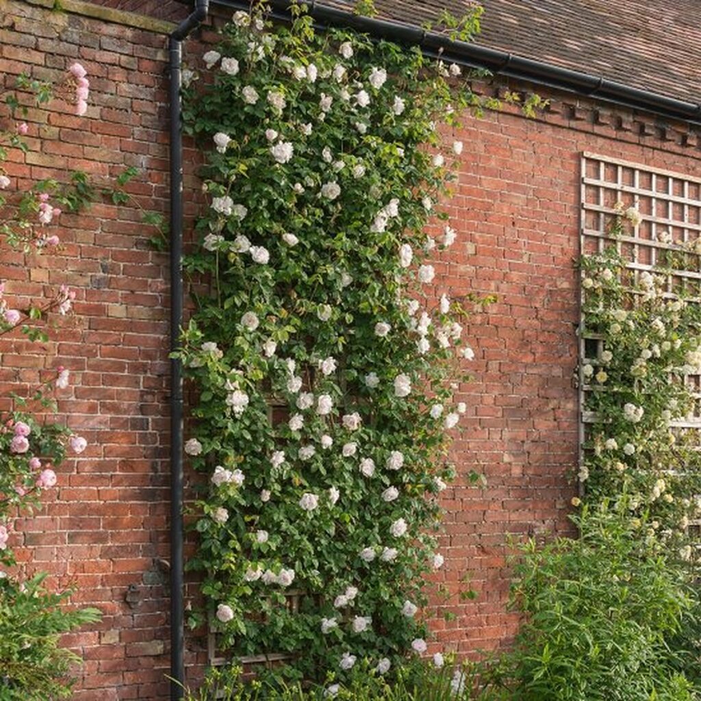 21 Beautiful Thornless Roses That Bring Joy Without Pain