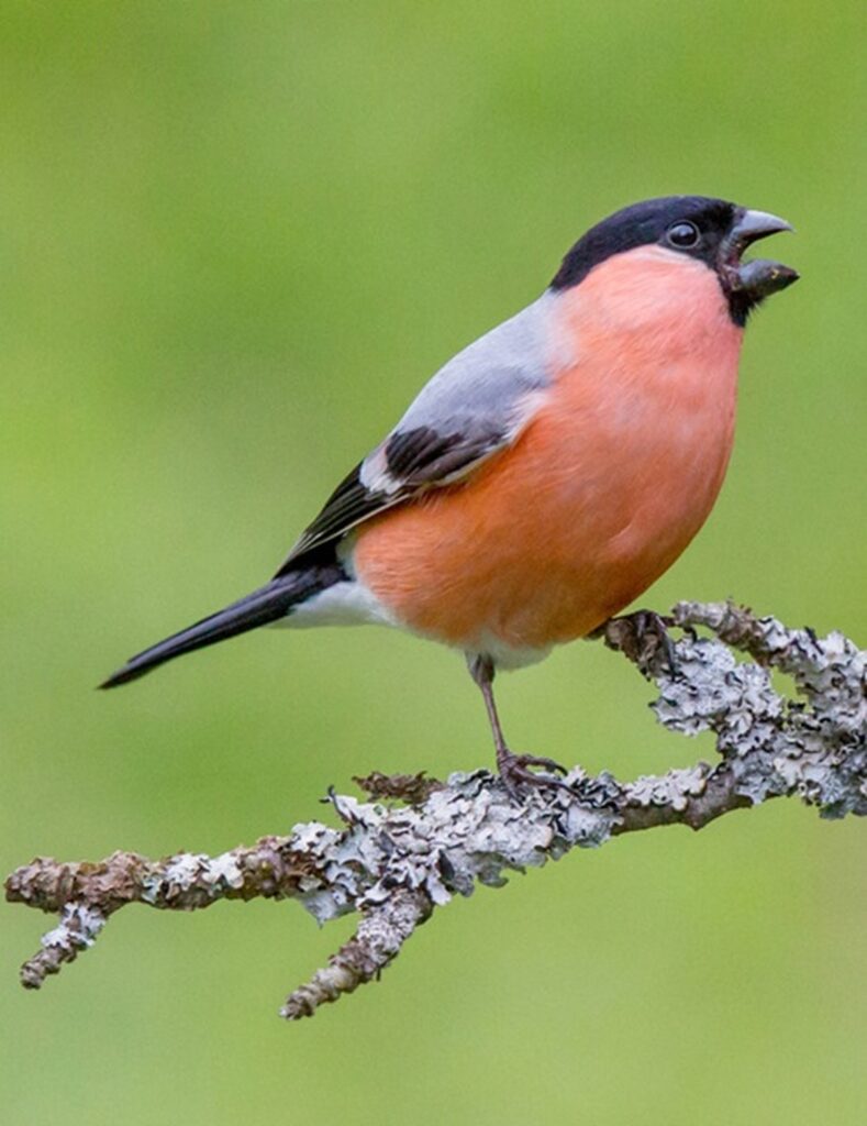 30 Striking Birds with White Stripes on Wings - Nature's Wonders!