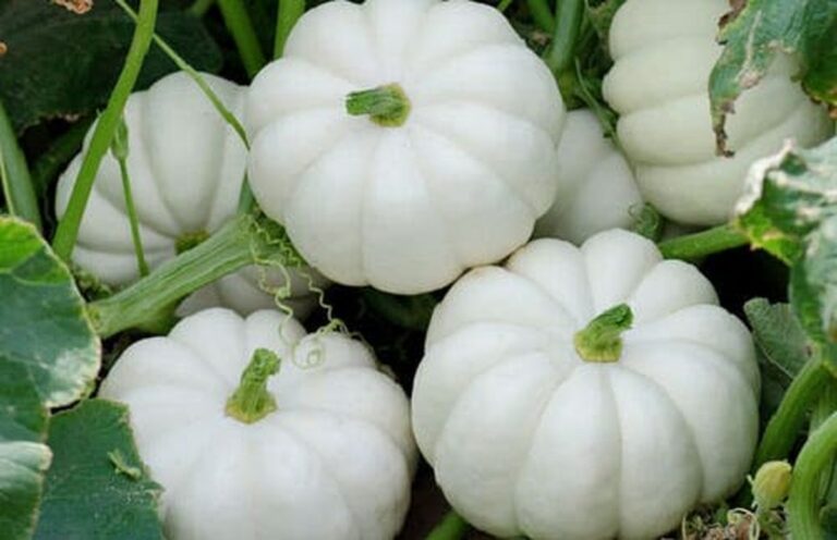 19 Gorgeous Colorful Vegetables to Brighten Your Garden Today