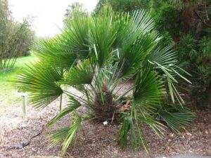 16 Amazing Small Palm Trees That Thrive in Tiny Spaces