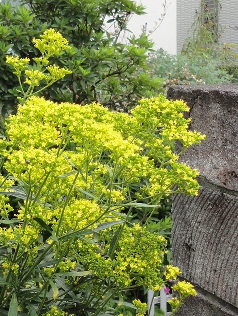 26 Stunning Gold Flowers That Add Luxury To Any Garden