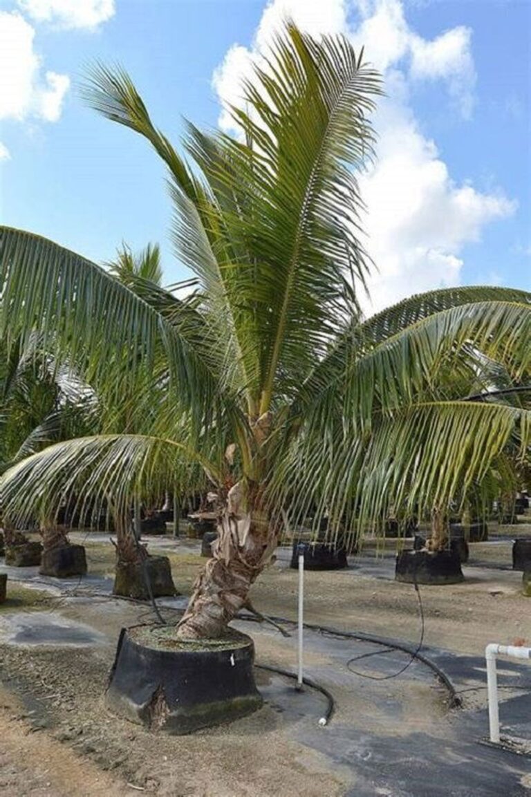 11 Fascinating Types Of Coconuts To Discover Today