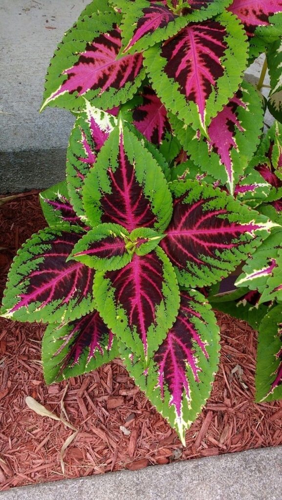 30 Gorgeous Coleus Varieties That Brighten Any Garden Space