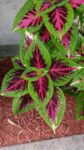 30 Gorgeous Coleus Varieties That Brighten Any Garden Space