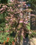 19 Stunning Calliandra Plant Types: Gorgeous Powder Puff Varieties