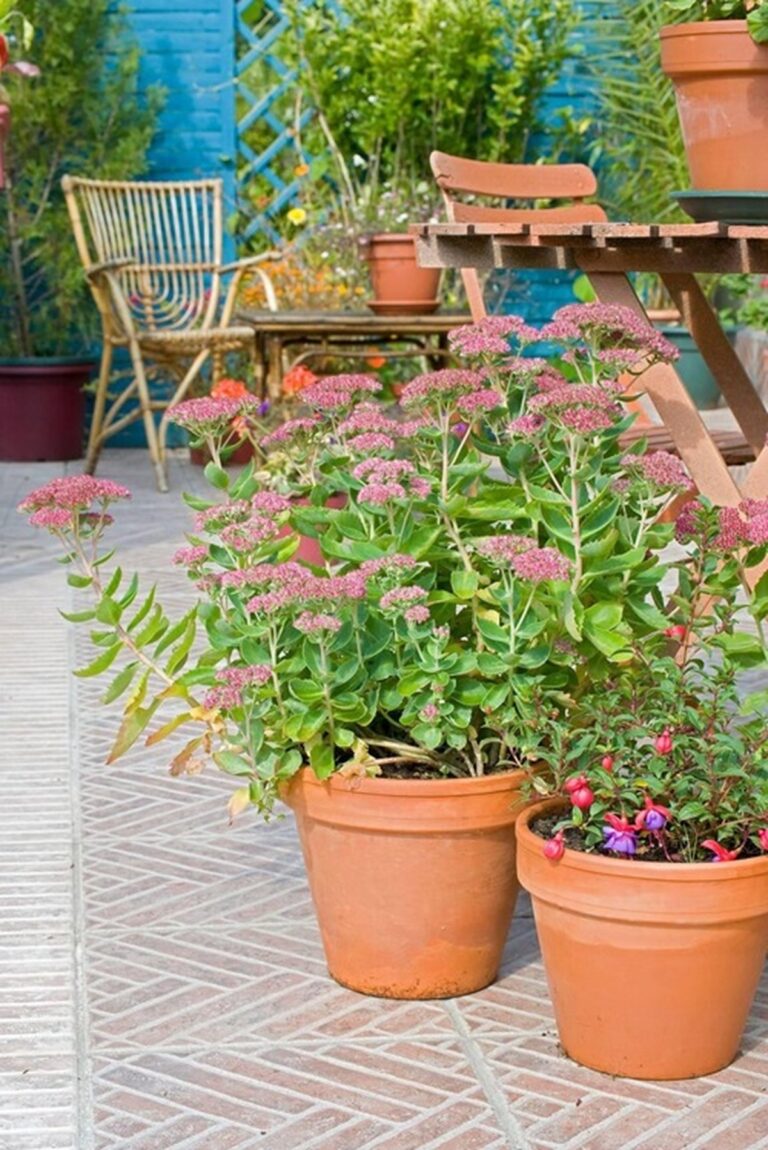 31 Amazing Small Flowers That Will Brighten Your Garden