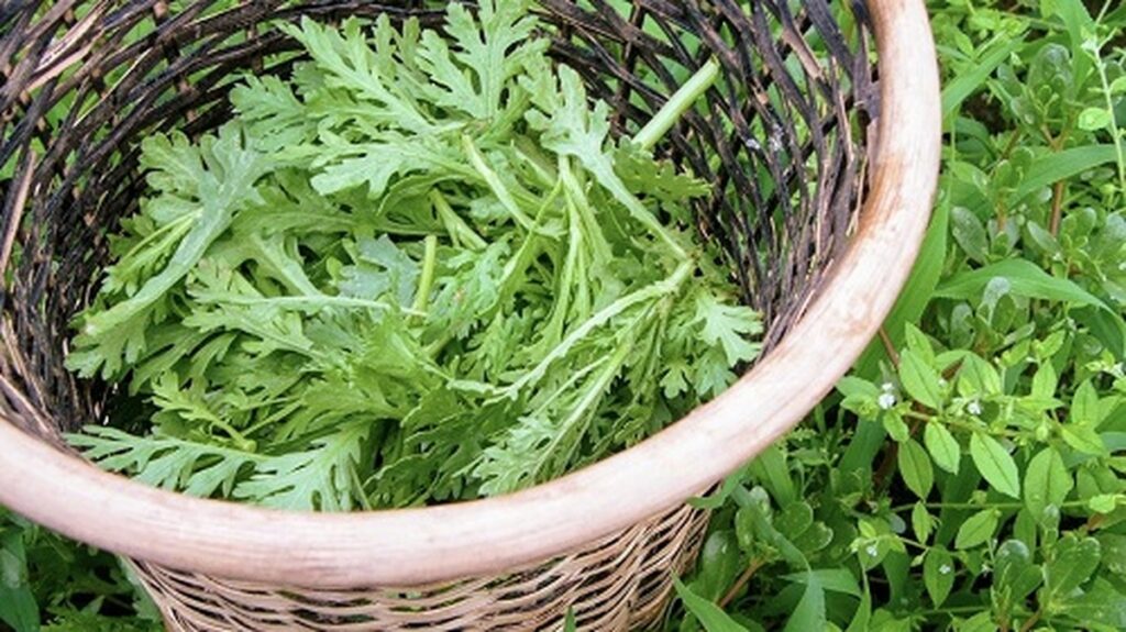16 Vegetables that are Ready to Harvest in Less than 2 Months