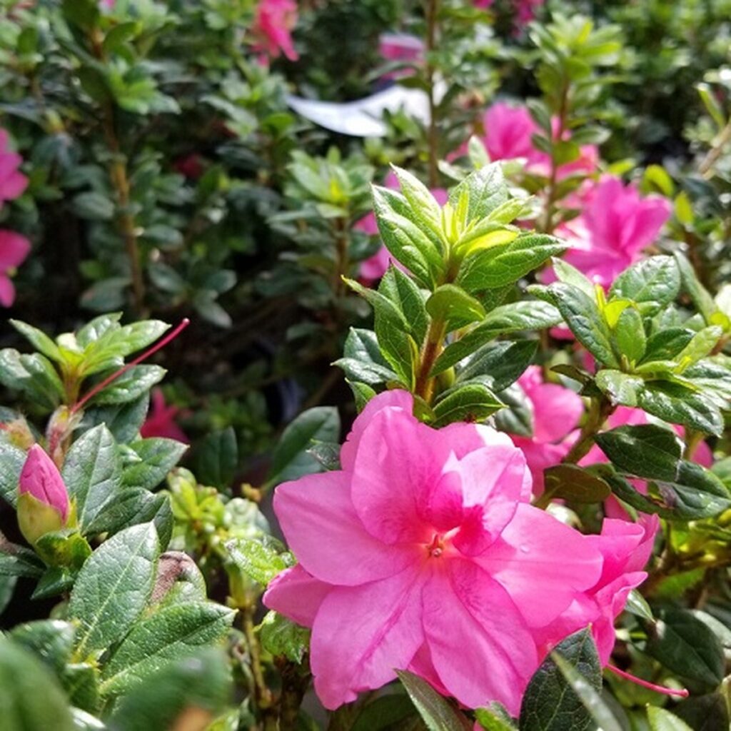 41 Stunning Magenta Flowers That Brighten Any Garden