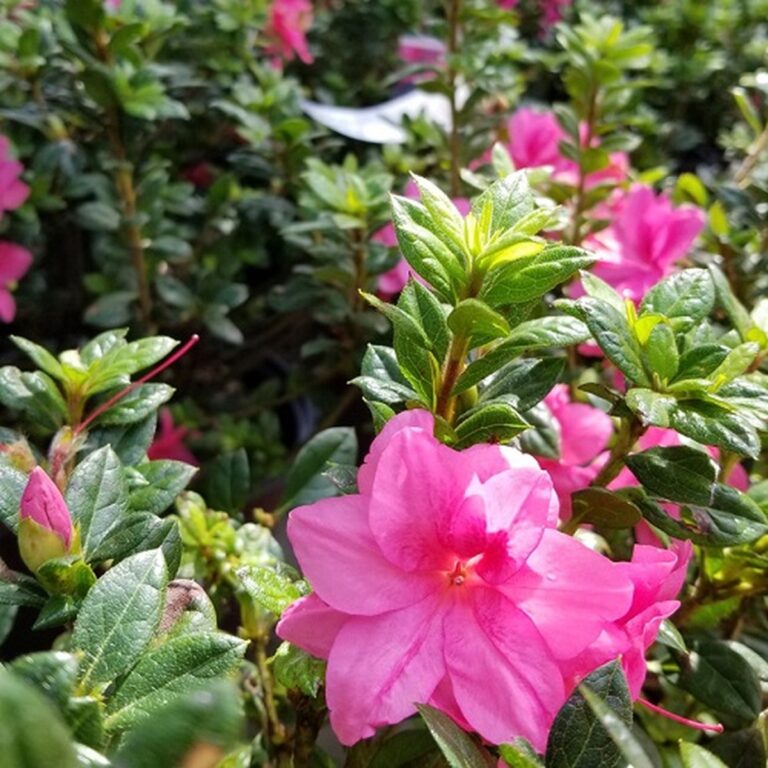 41 Stunning Magenta Flowers That Brighten Any Garden