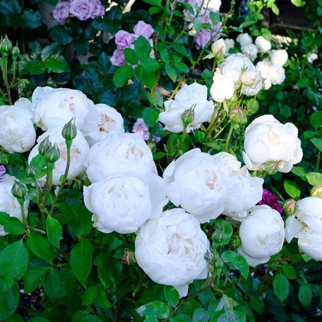 26 Beautiful Shade Tolerant Roses for Your Garden Hideaway