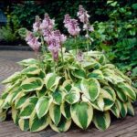 25 Stunning Purple Hostas To Brighten Your Garden Space