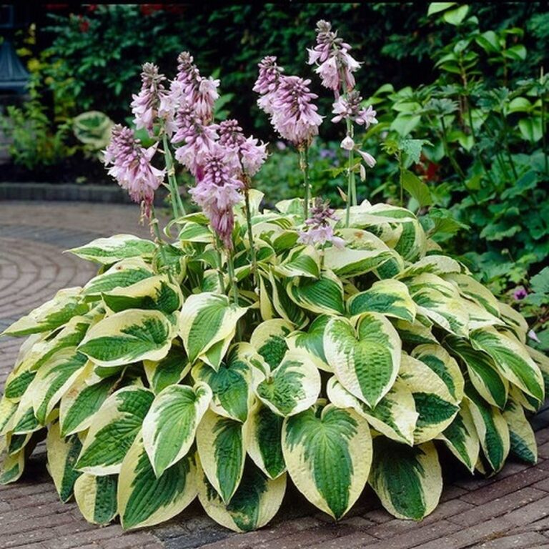 25 Stunning Purple Hostas To Brighten Your Garden Space