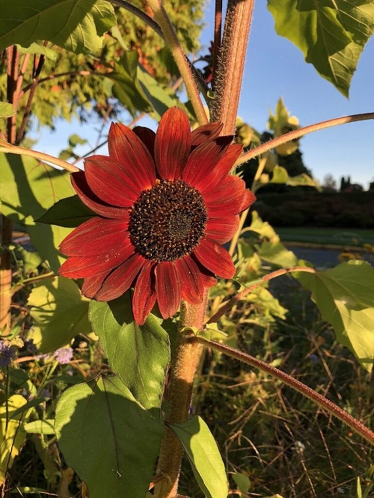 15 Stunning Giant Sunflower Varieties for Your Dream Garden
