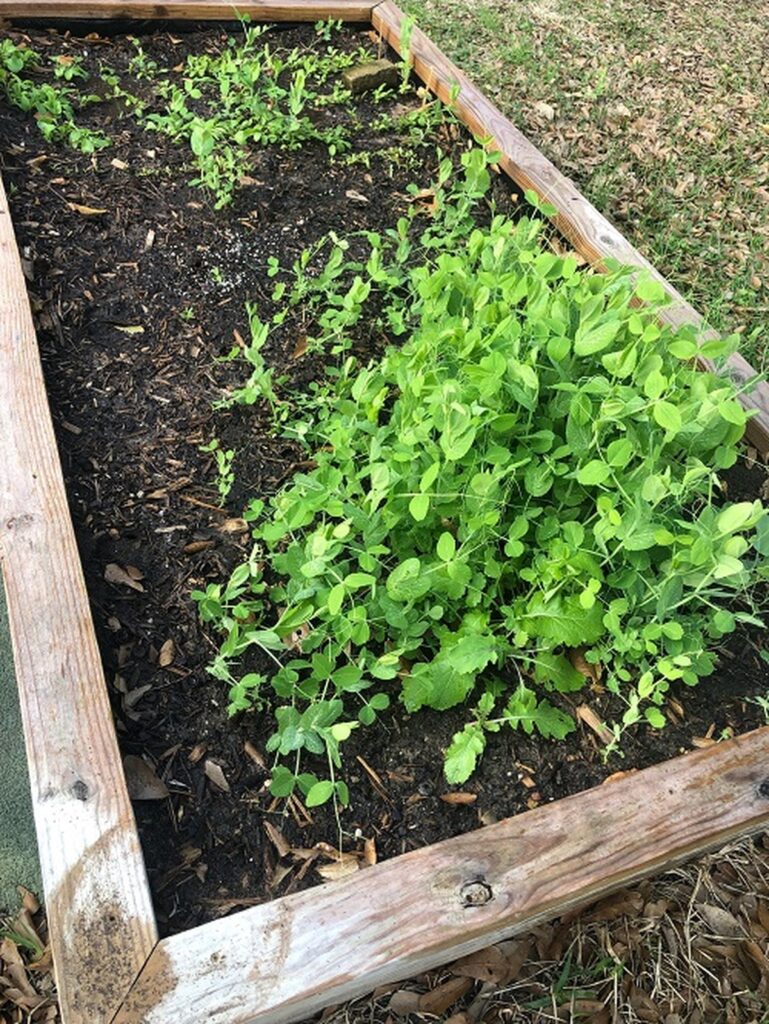 18 Surprising Man Made Vegetables That Will Amaze You