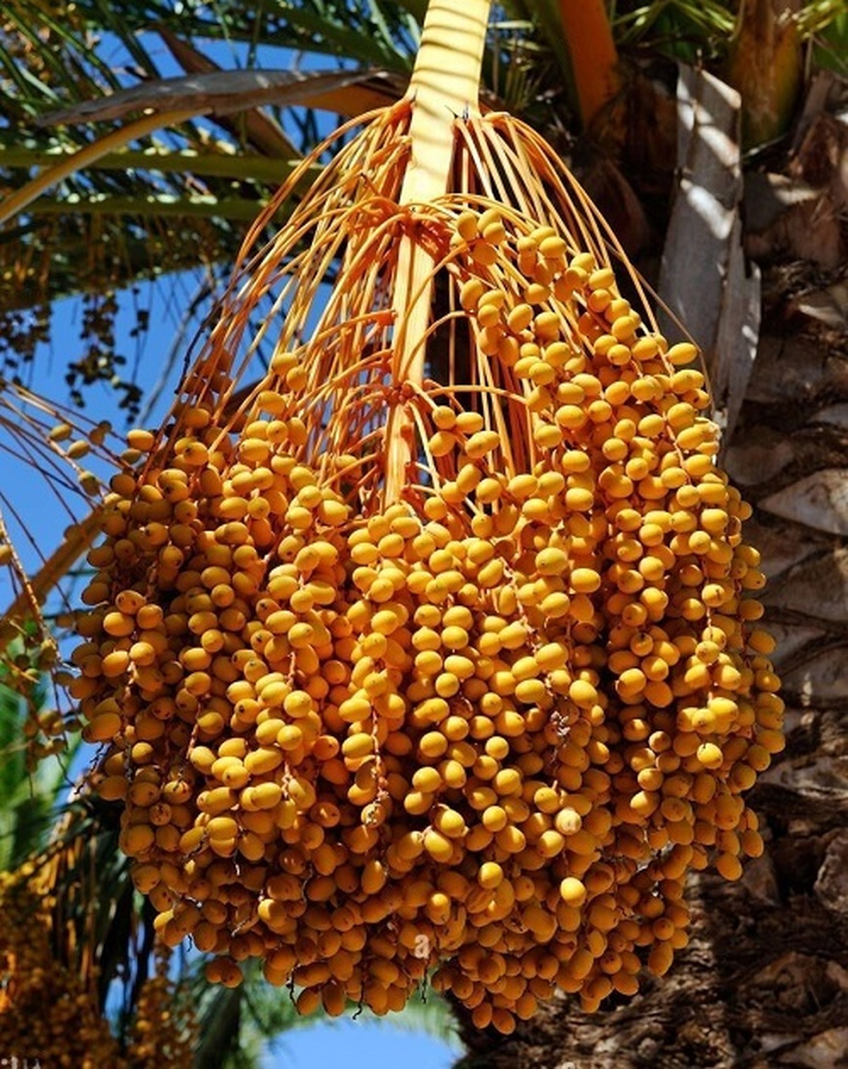 10 Different Palm Fruits to Enjoy from Vibrant Palm Trees