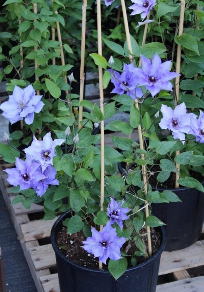 20 Stunning Clematis With Blue Flowers That Brighten Gardens