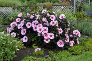 31 Stunning Types of Hibiscus: Explore Beautiful Varieties