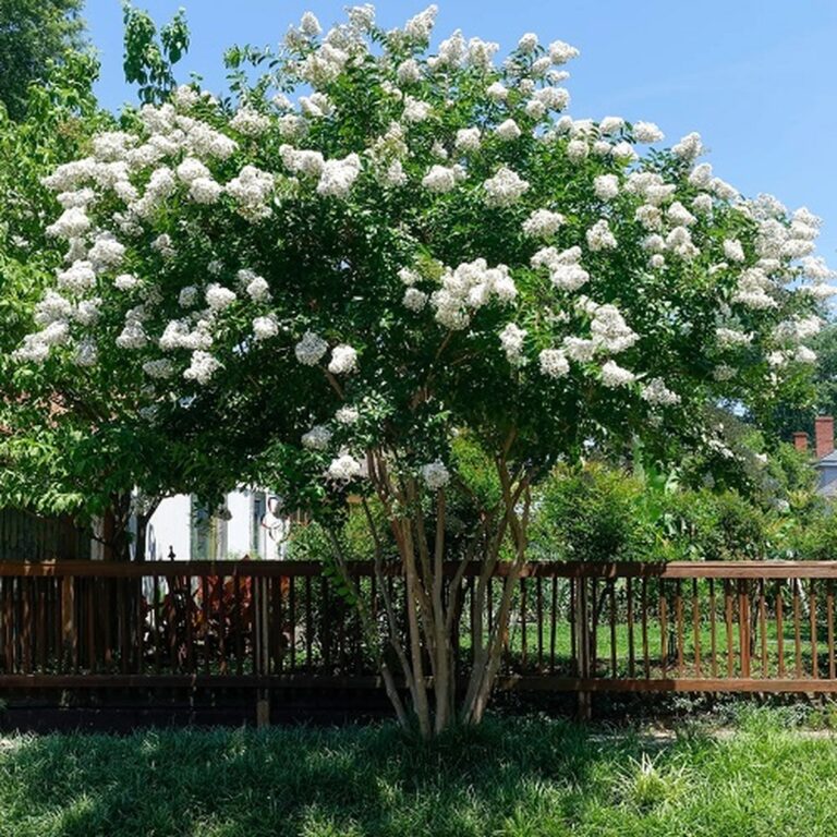 30 Stunning Landscaping Ideas with Crepe Myrtles to Transform Your Yard