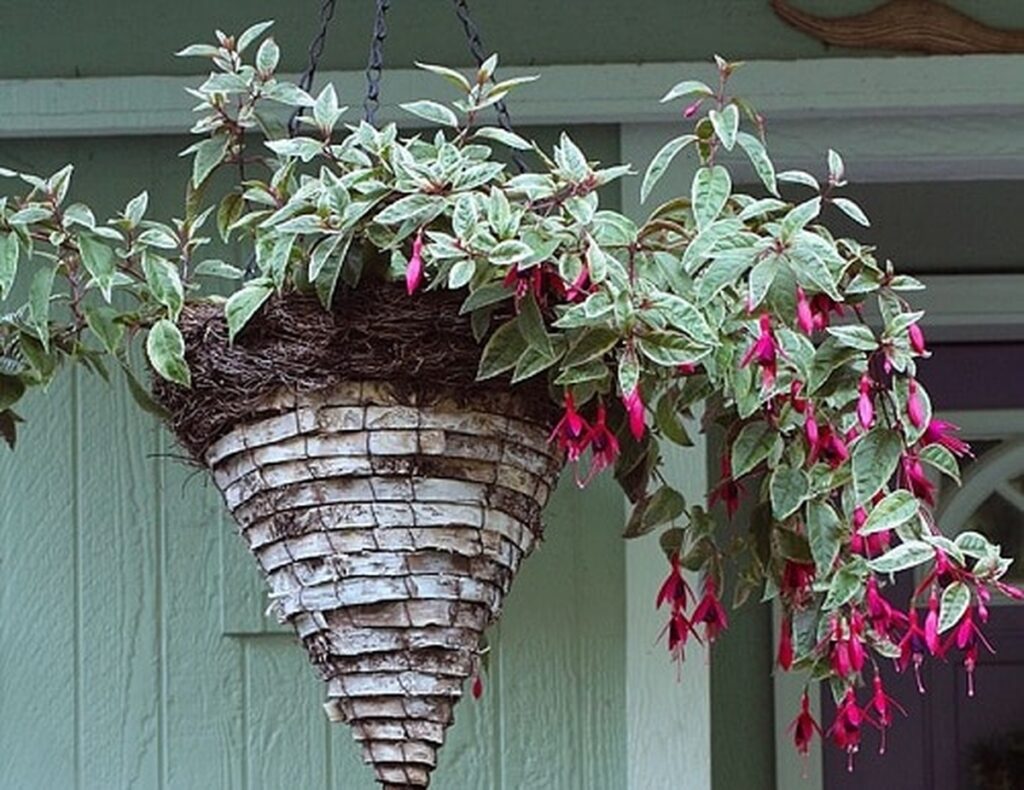 30 Gorgeous Trailing Foliage Plants for Hanging Baskets and Windowboxes