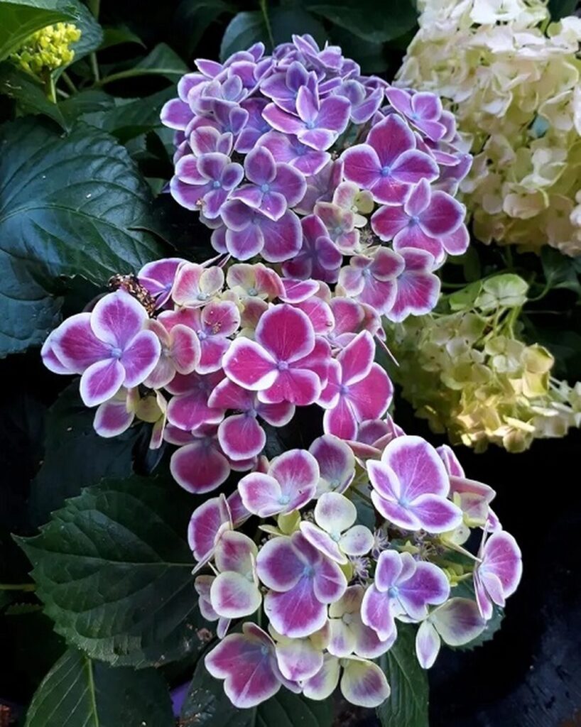 17 Stunning Types of Purple Hydrangea Varieties for Your Garden