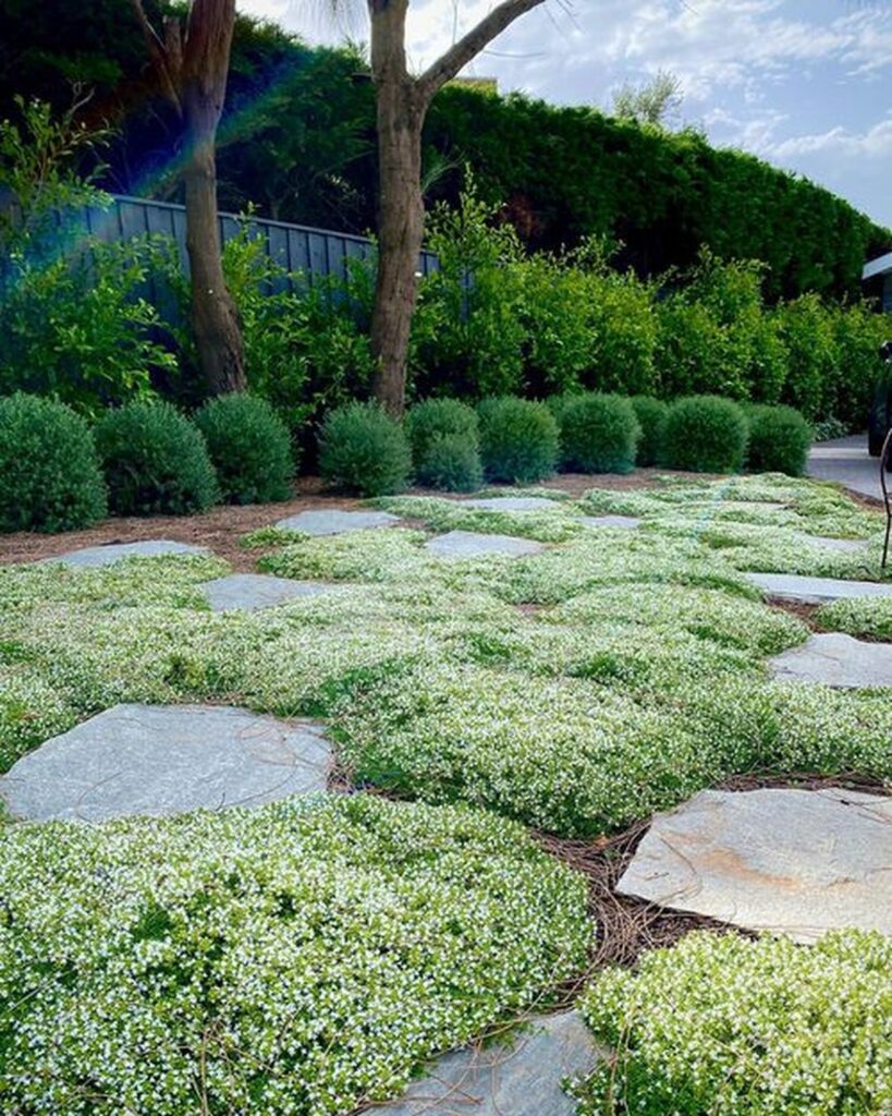 15 Charming Creeping Thyme Lawn Ideas for Natural Beauty
