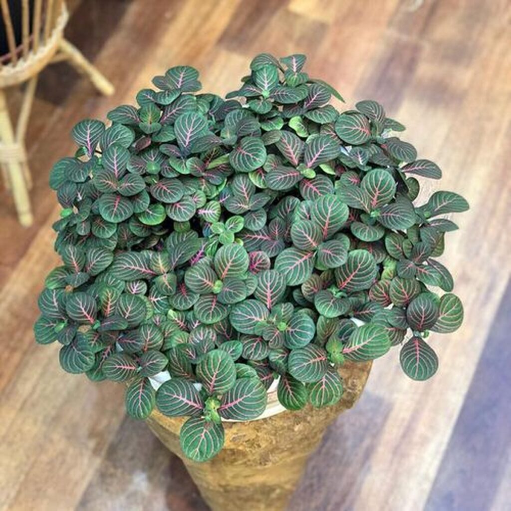 24 Stunning Fittonias to Brighten Your Home - Nerve Plant Varieties