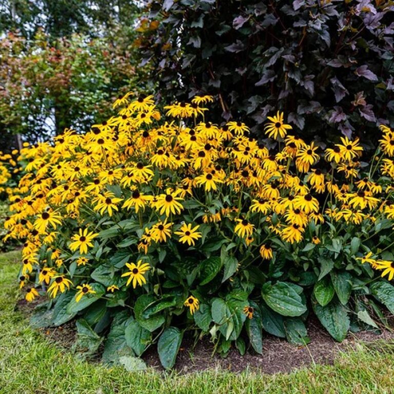 26 Stunning Gold Flowers That Add Luxury To Any Garden