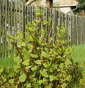 20 Exotic Weeds With Red Vines and Stems to Discover