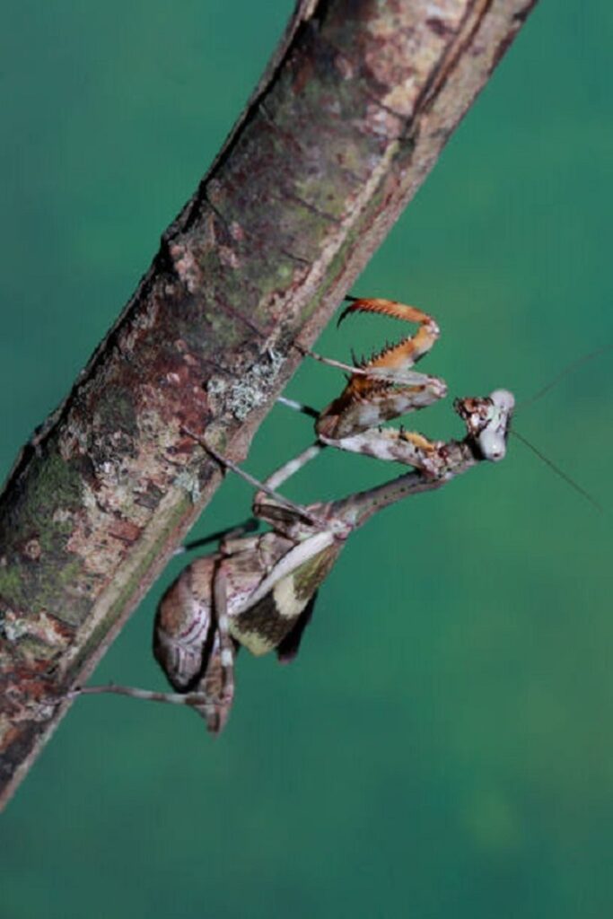 18 Fascinating Types of Praying Mantis Found in Gardens
