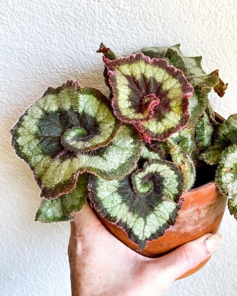 30 Gorgeous Types of Rex Begonia Varieties to Fall For