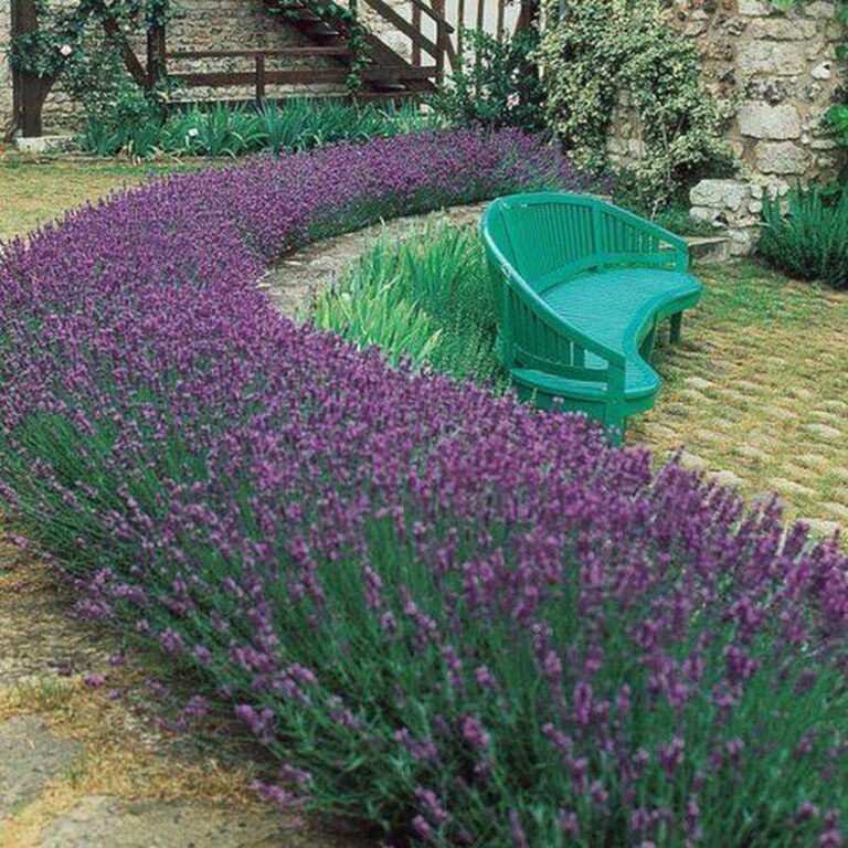 47 Beautiful Hedge Plants to Create a Perfect Green Boundary