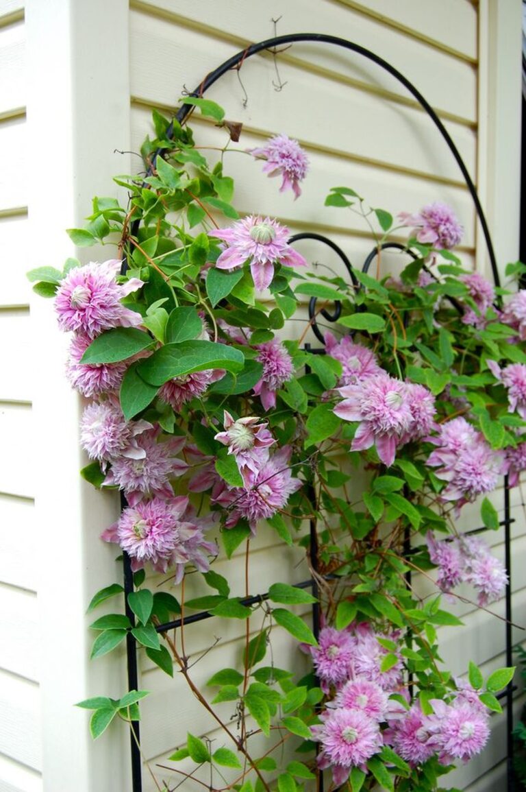 16 Charming Small Flowering Vines for Trellises to Admire