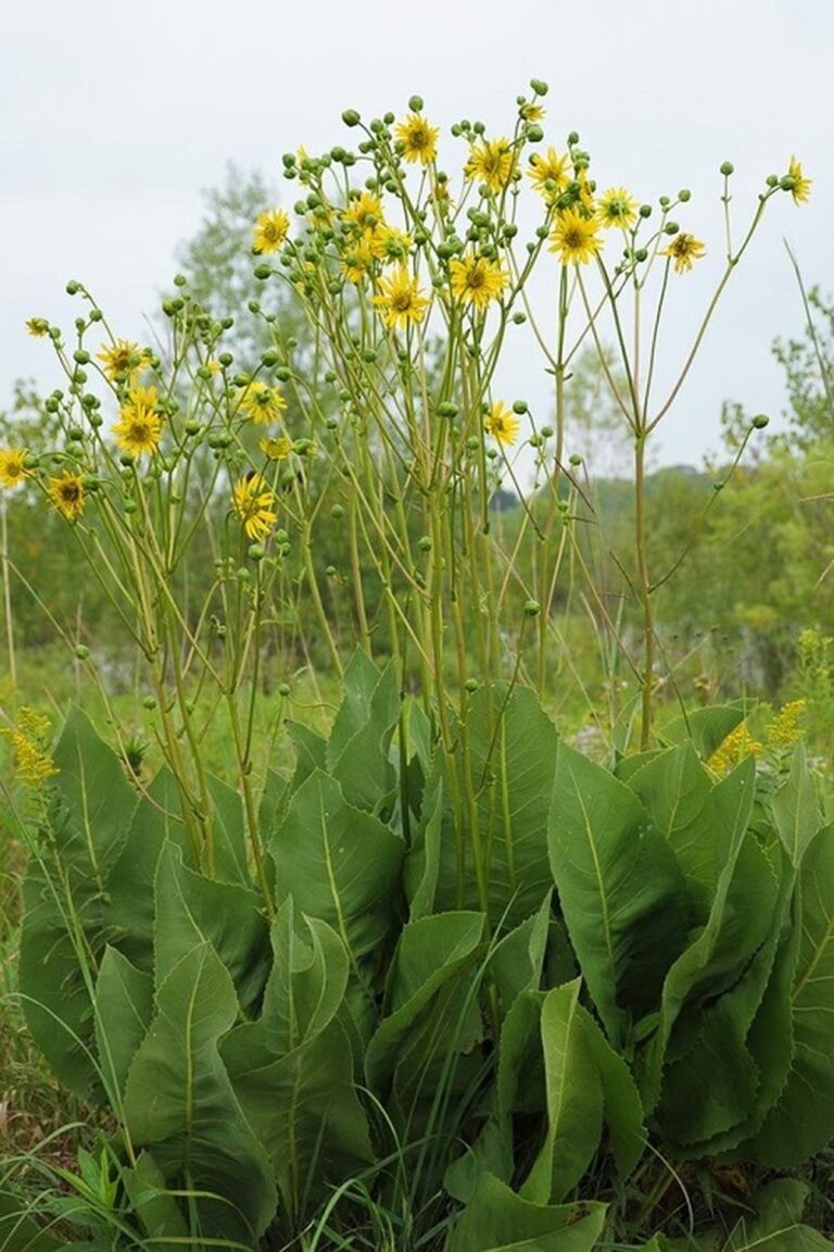 26 Gorgeous Illinois Native Plants for Your Dreamy Garden
